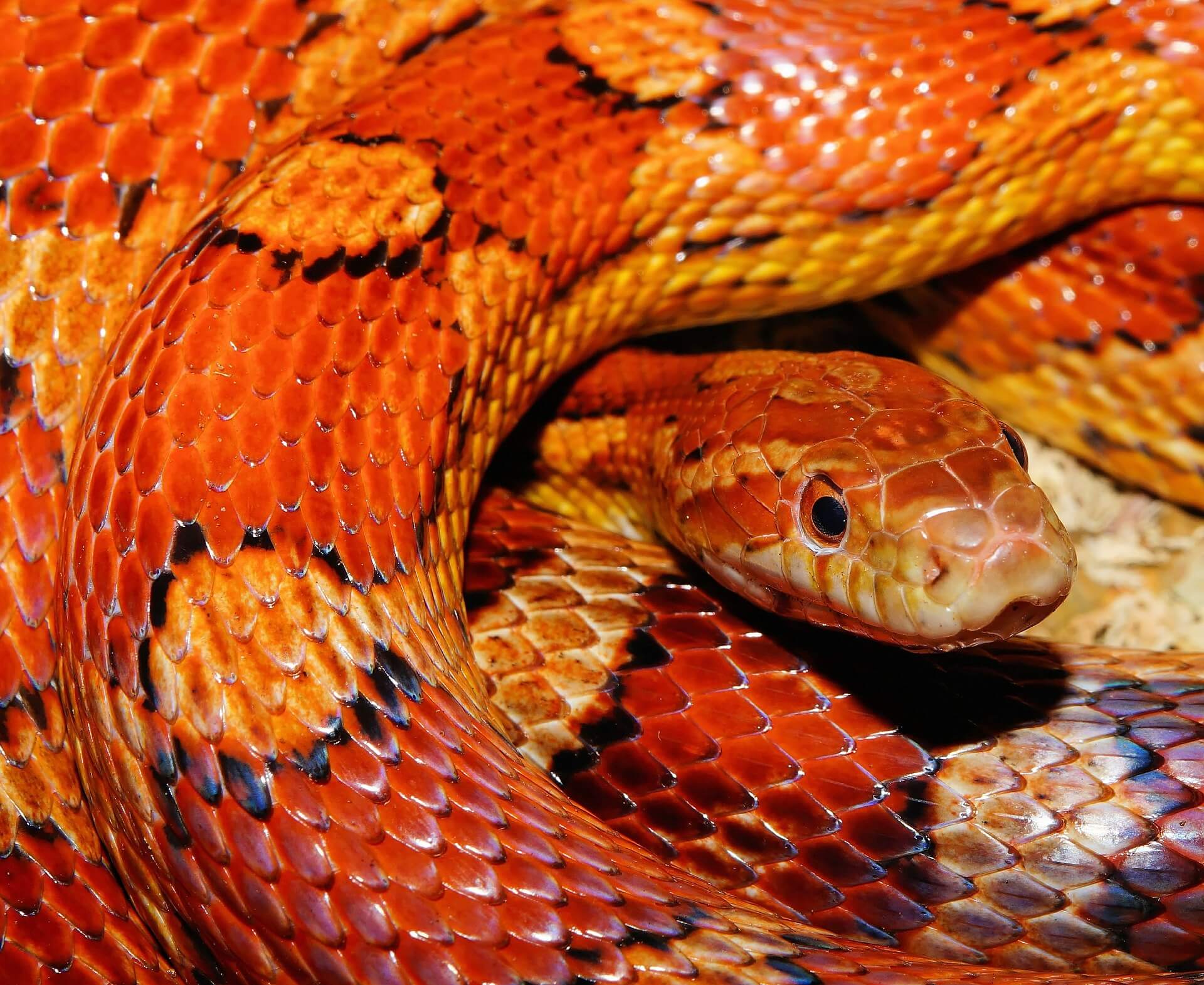 Corn Snakes - CritterFam