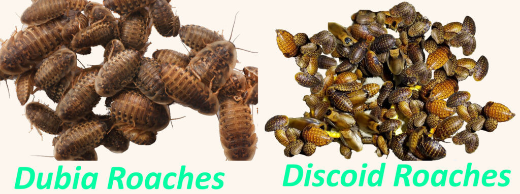 Dubia Roaches vs. Discoid Roaches - What's the Difference? - CritterFam